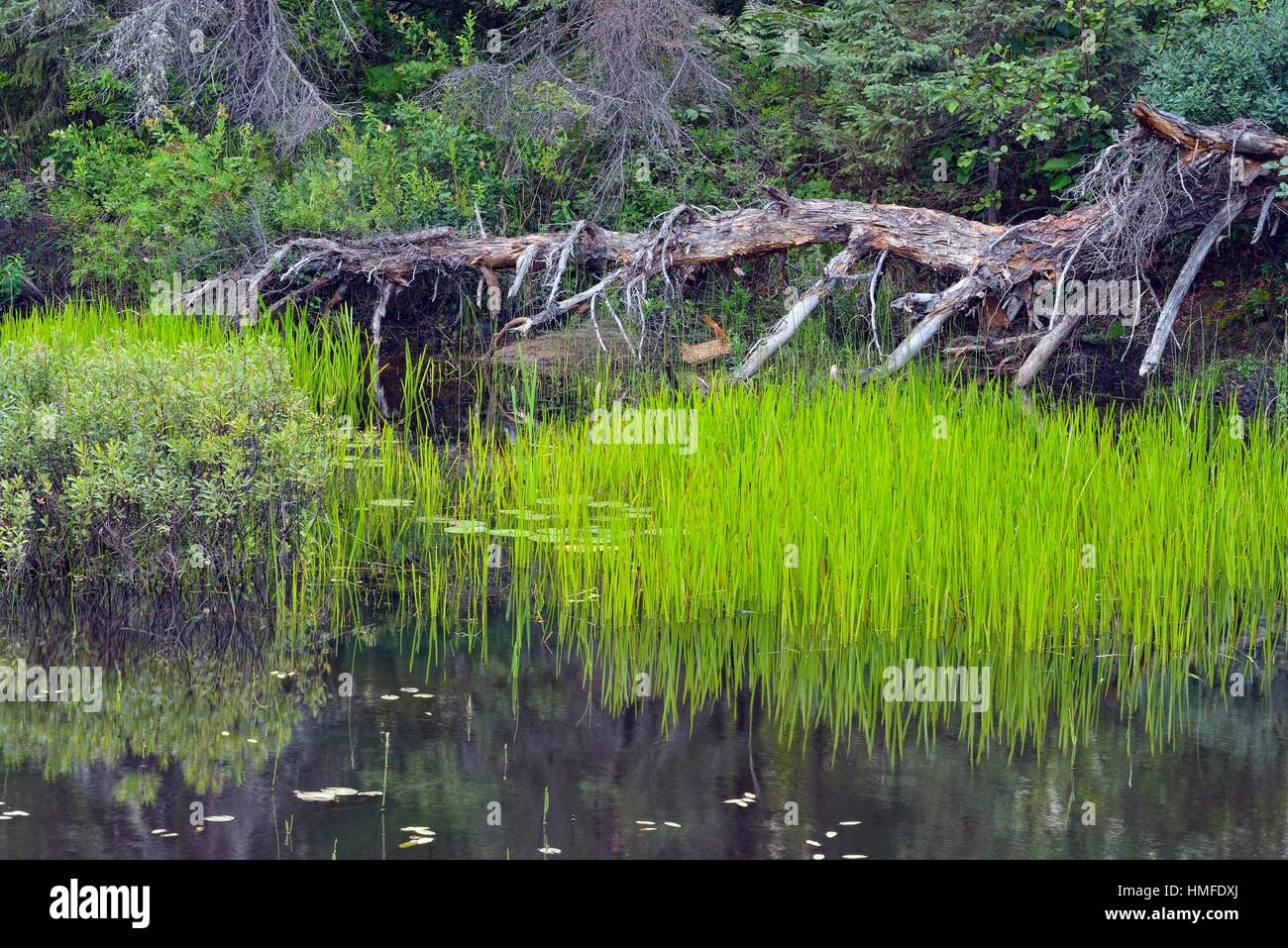 Beaver colonies hi-res stock photography and images - Alamy