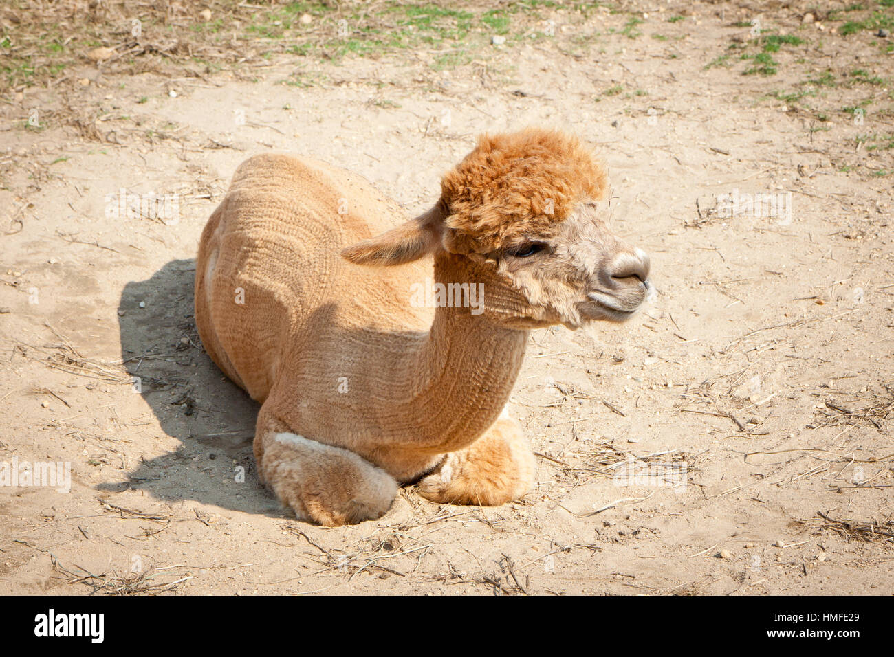 Shaved yellow Alpaca resting in the farm Stock Photo - Alamy