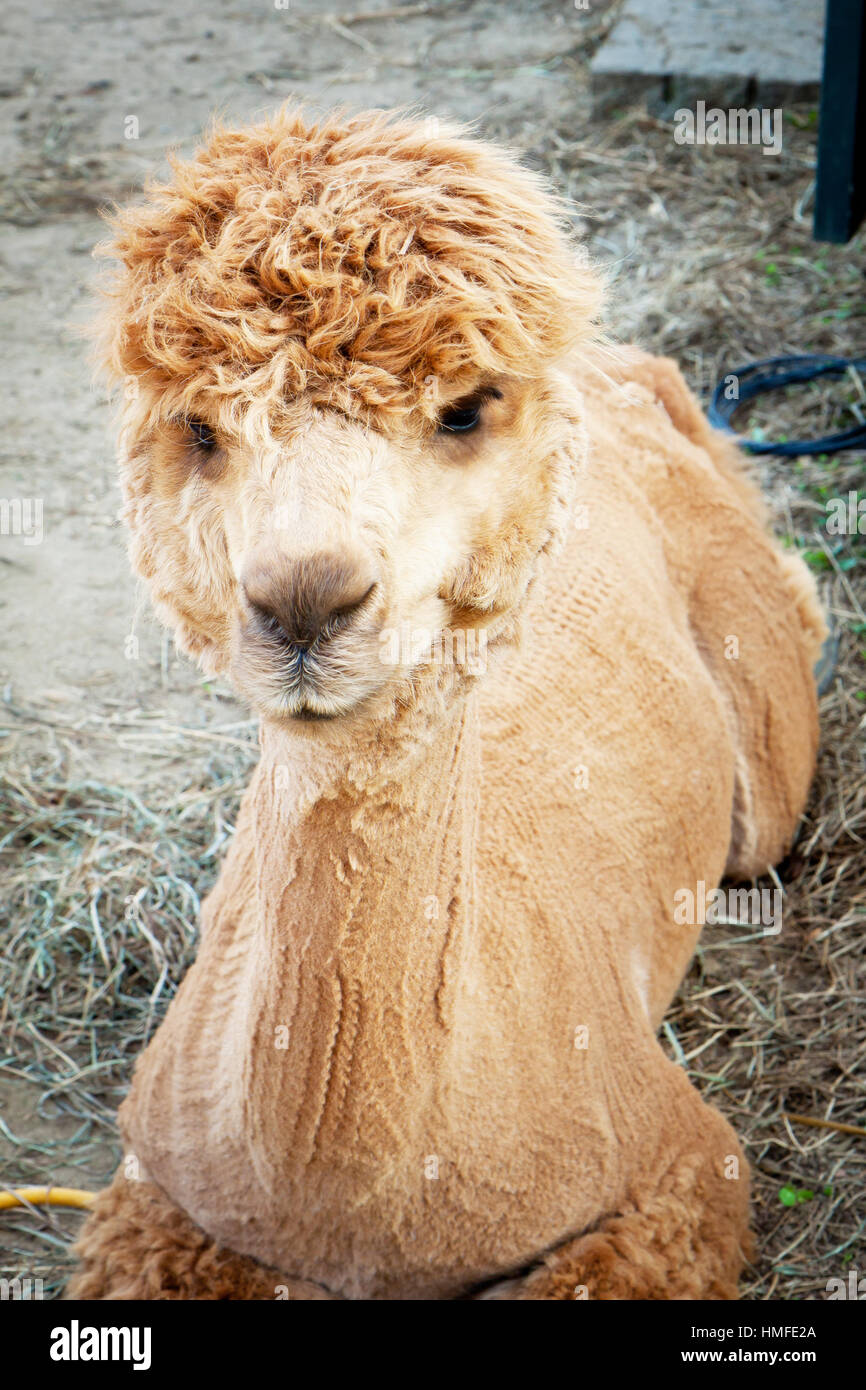 Shaved yellow Alpaca resting in the farm Stock Photo - Alamy