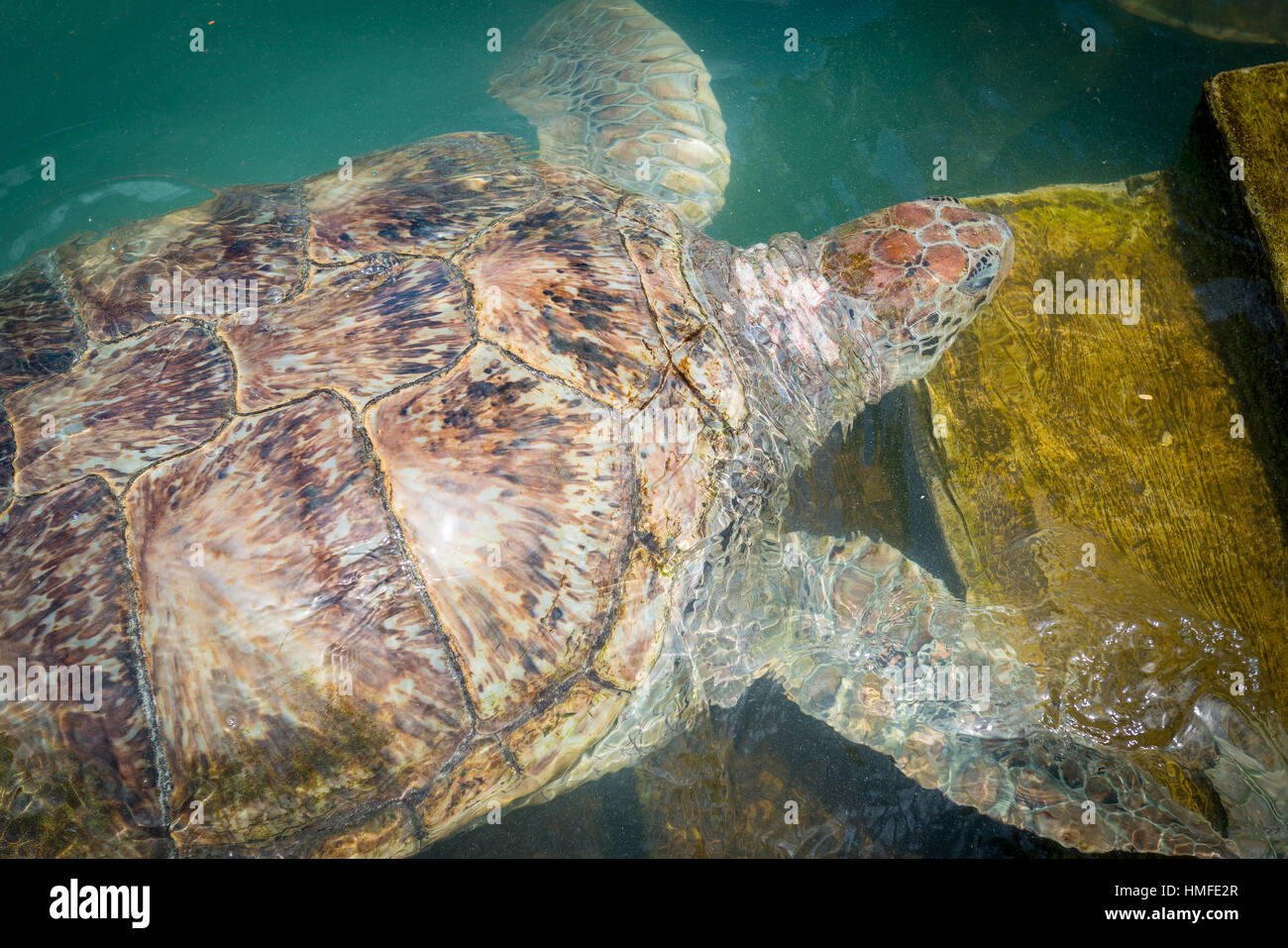 Giant sea turtle is swimming in the pool Stock Photo - Alamy