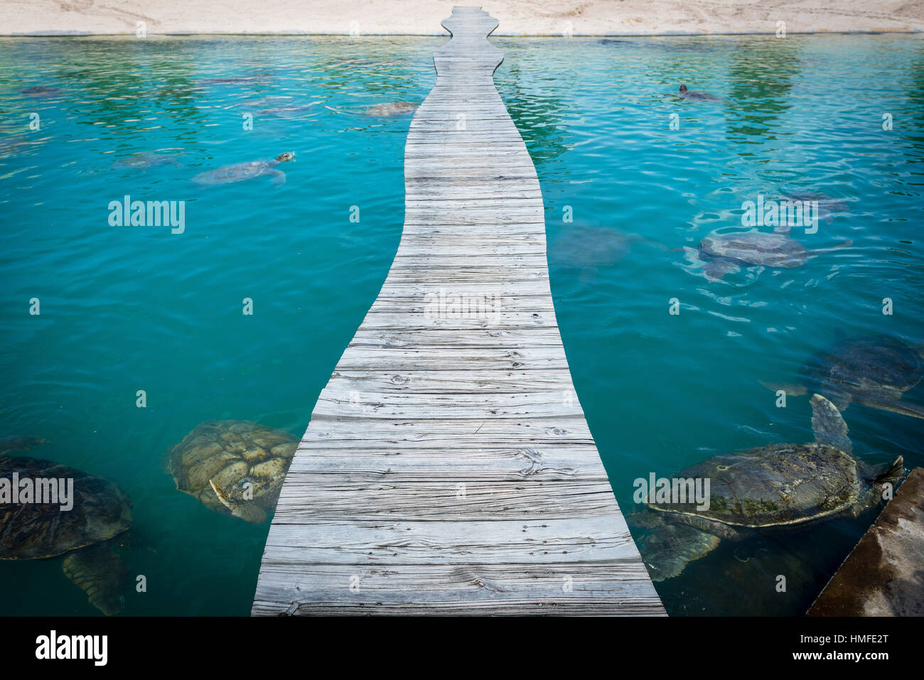 Giant sea turtle is swimming in the pool Stock Photo - Alamy