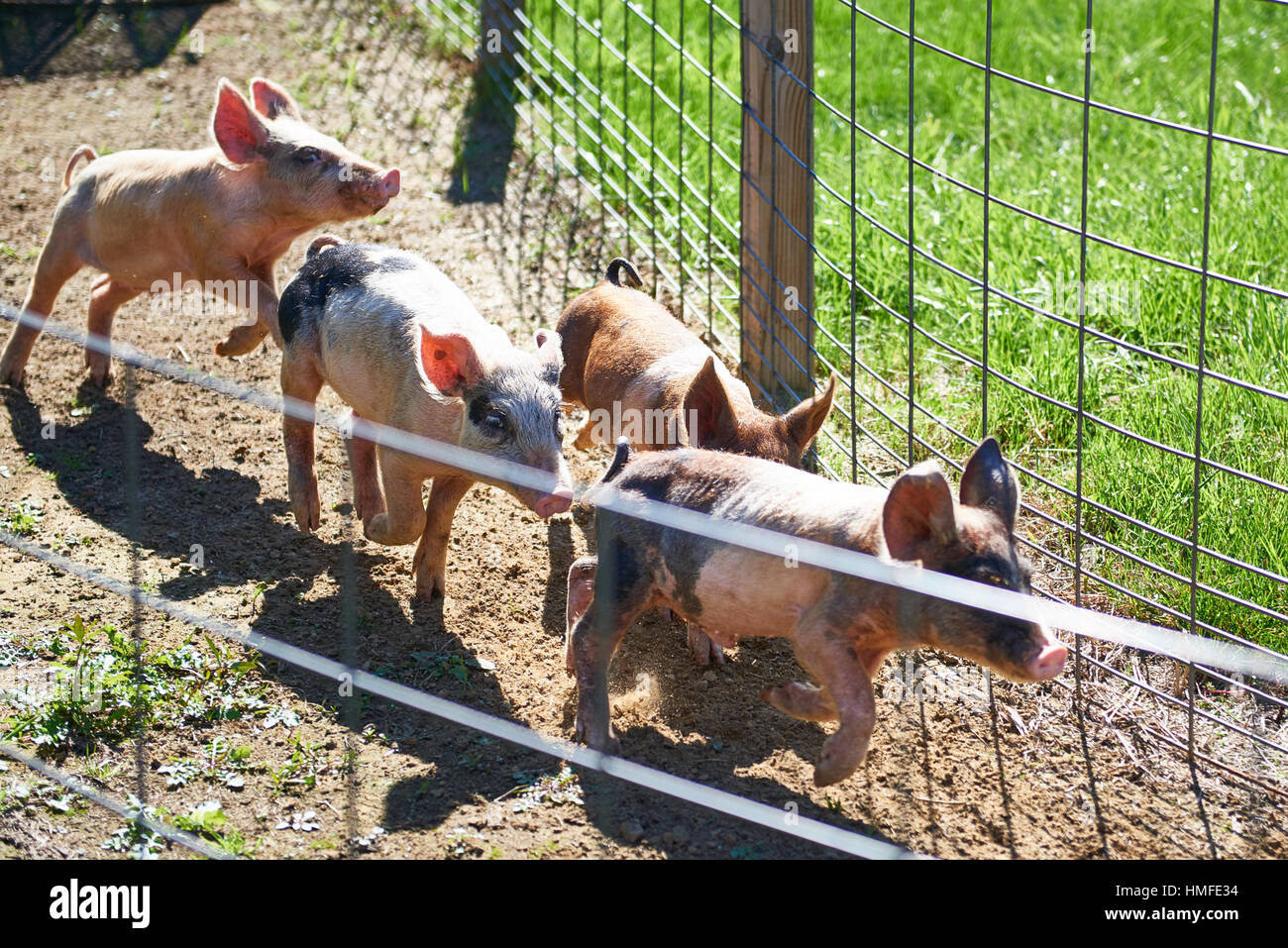 Four pigs in the middle of a festive pig race Stock Photo - Alamy