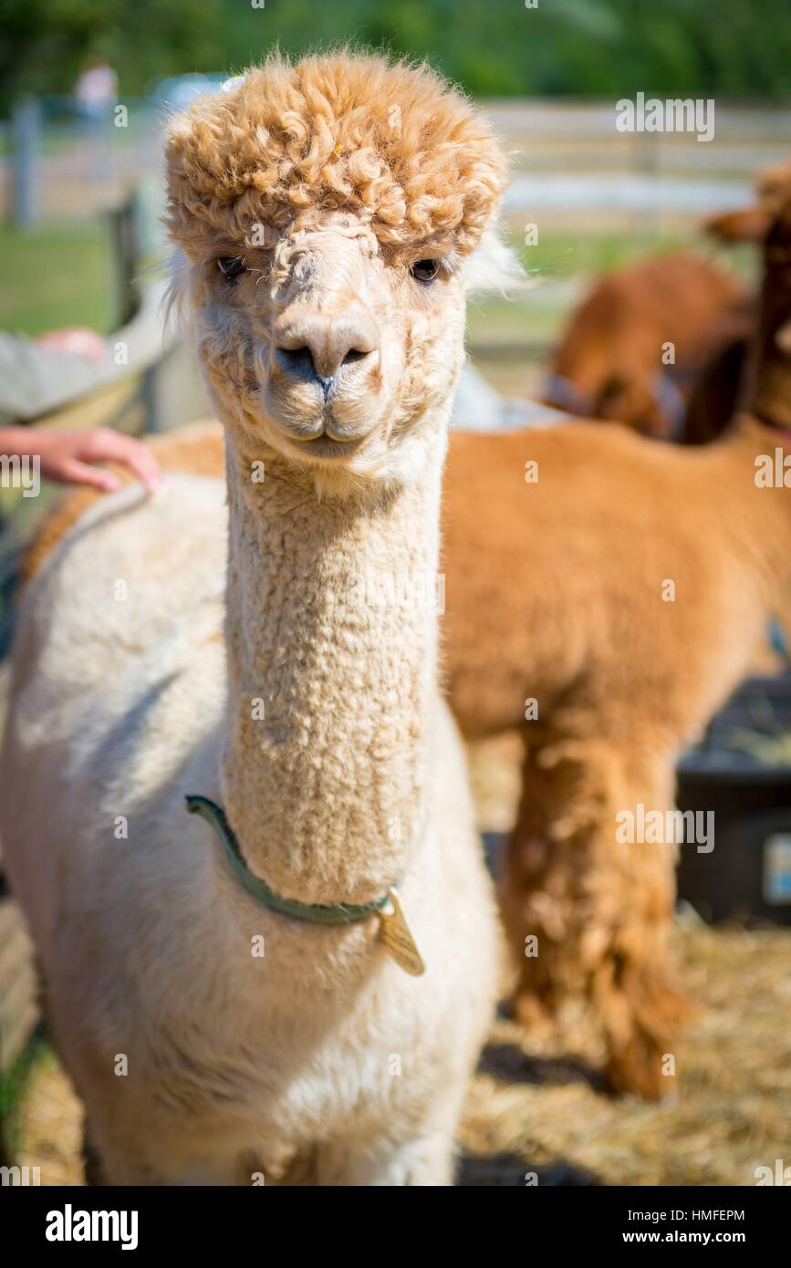 Alpaca in the farm of Martha's Vineyard Stock Photo - Alamy