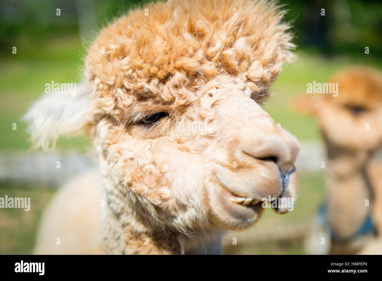 Alpaca in the farm of Martha's Vineyard Stock Photo - Alamy