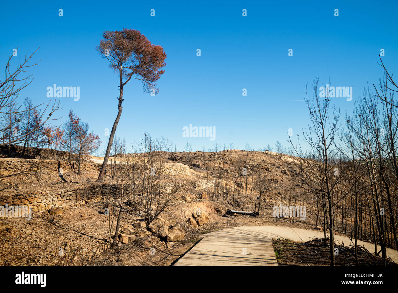 Burnt trees and desolation, aftermath of a severe forest fire Stock ...