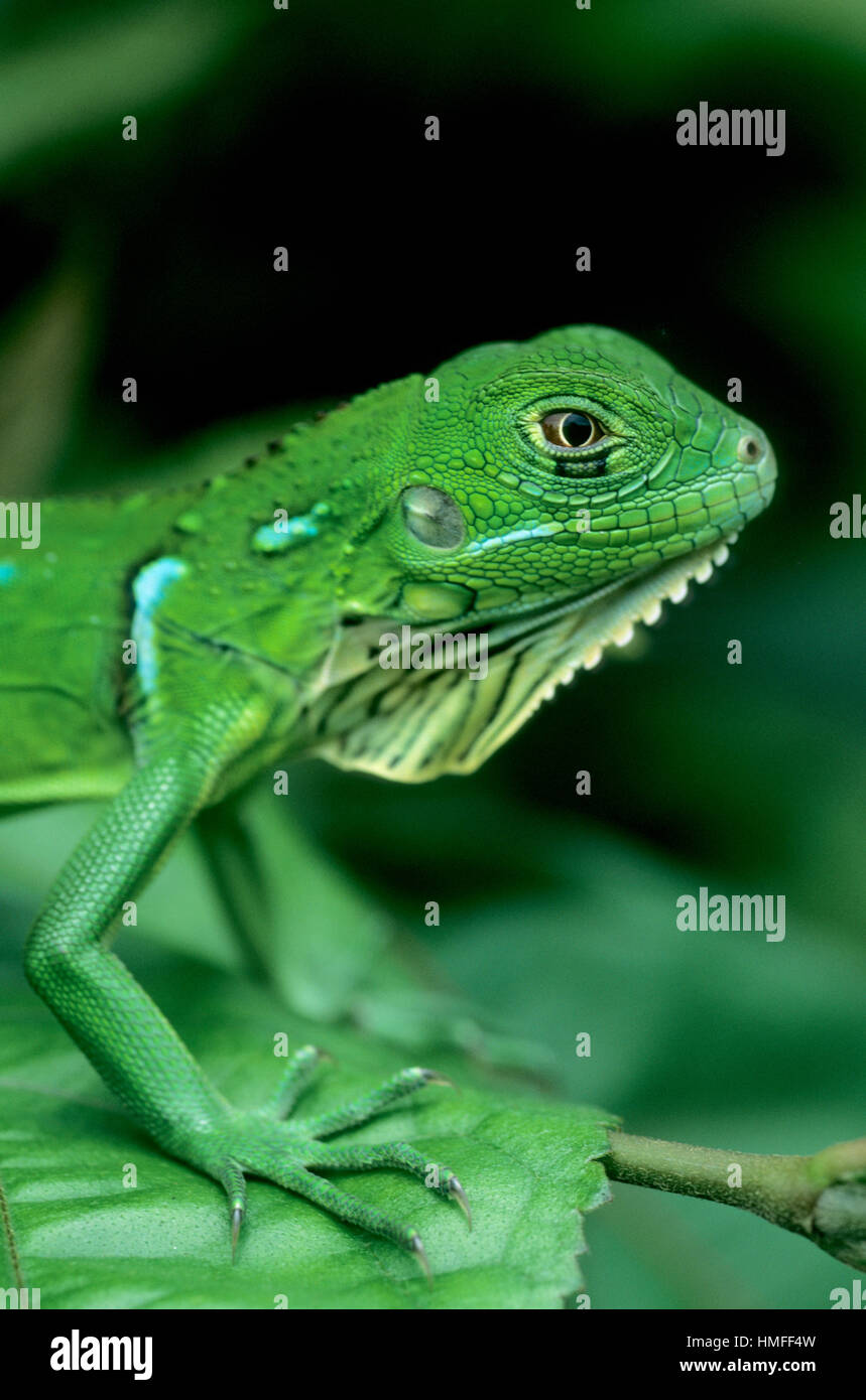 Juvenile green iguana (Iguana iguana) in rainforest. Corcovado National ... Juvenile green iguana (Iguana iguana) in rainforest. Corcovado National ...