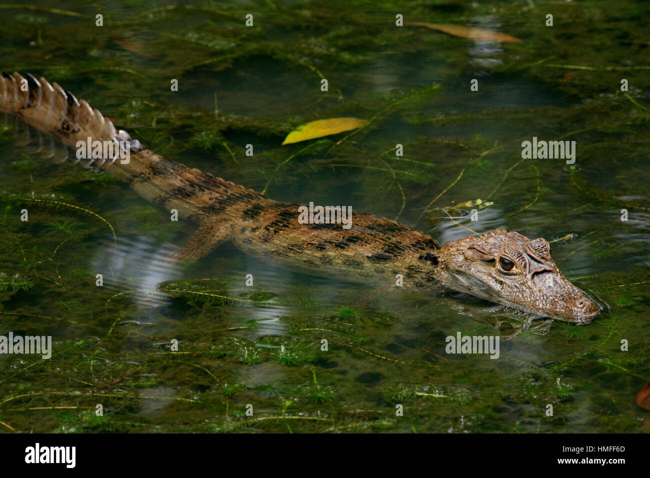 Spectacled Caiman (caiman crocodilus) in flooded river, Sarapiquí ...