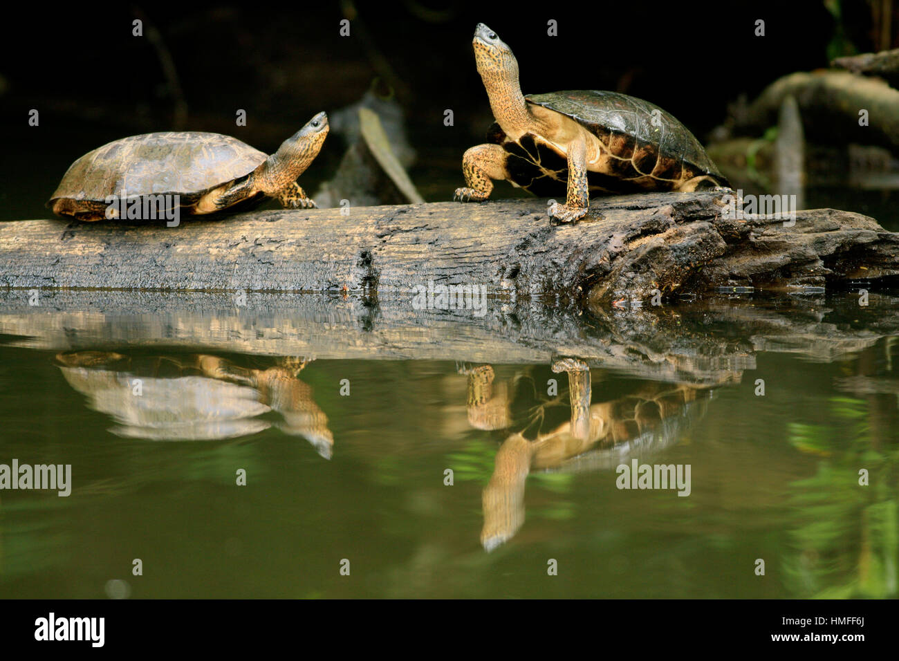 Black river turtles (Rhinoclemmys funerea) on natural rainforest canal ...