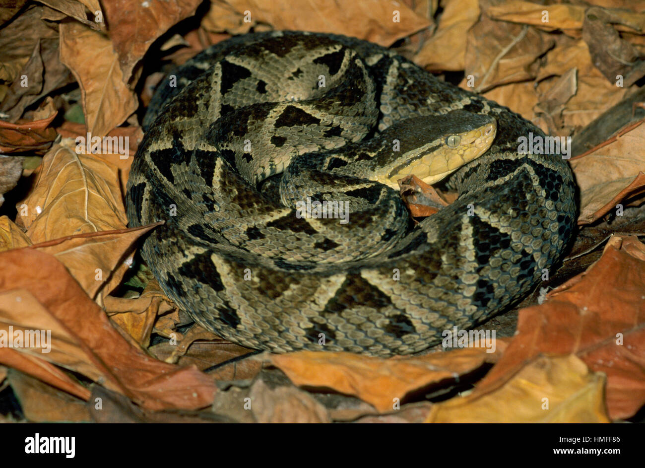 Fer de lance snakes hi-res stock photography and images - Alamy