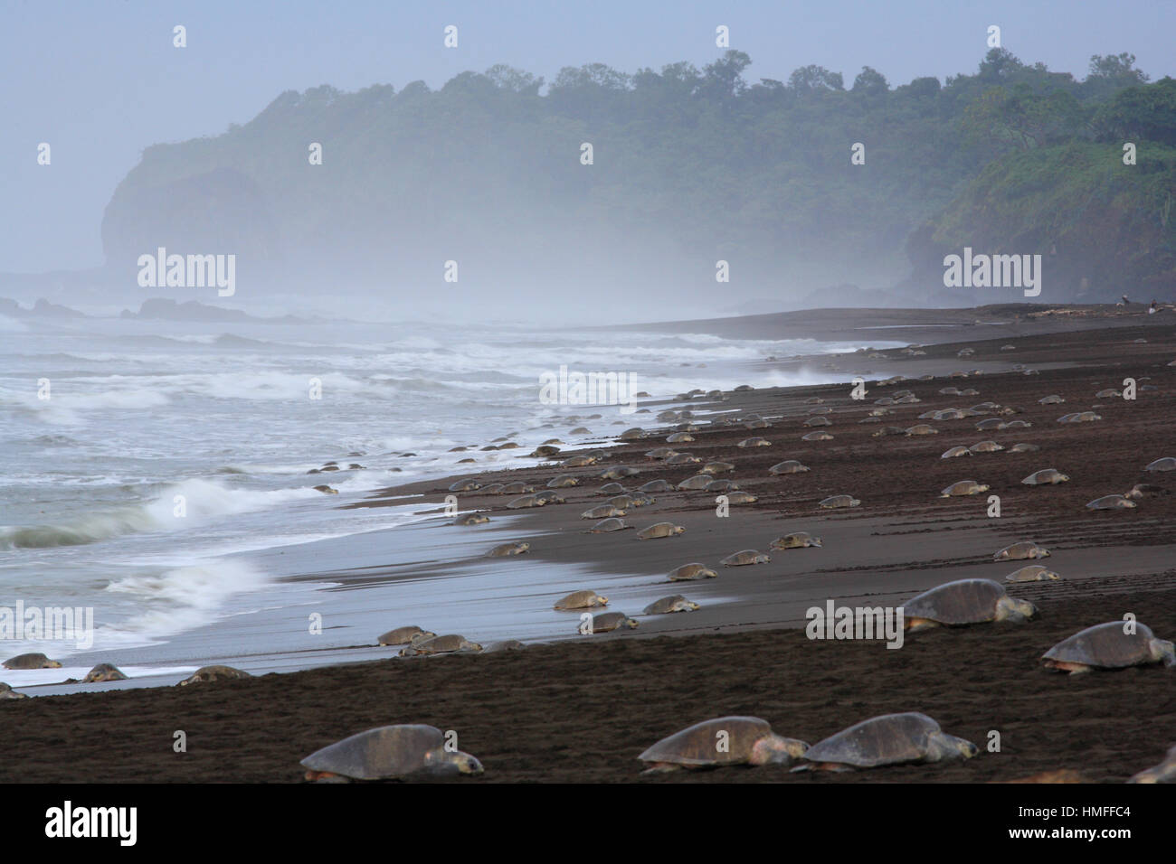 Female Olive Ridley Turtles (Lepidochelys olivacea) nesting during the ...
