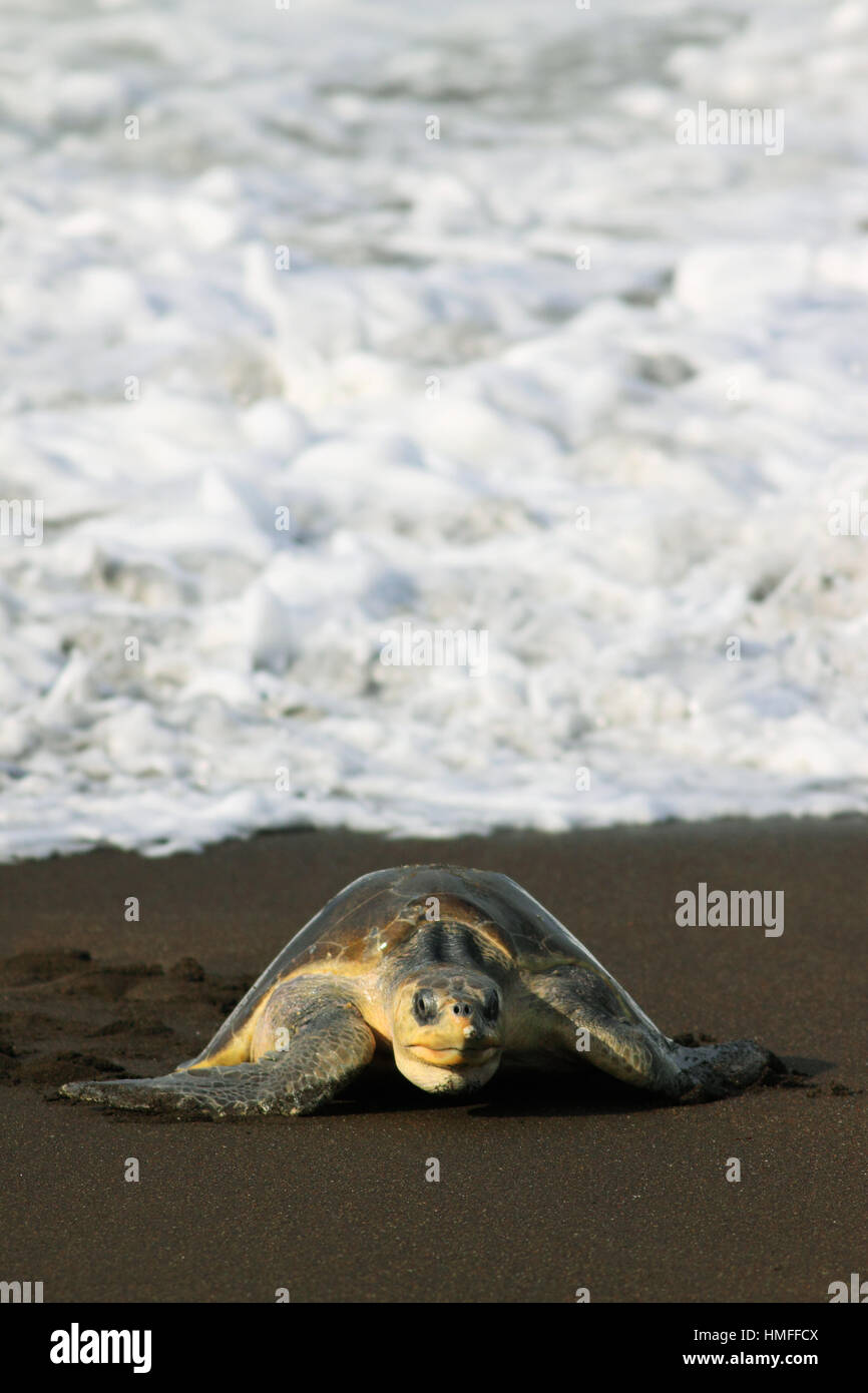 Female Olive Ridley Turtle (Lepidochelys olivacea) emerging from ocean ...