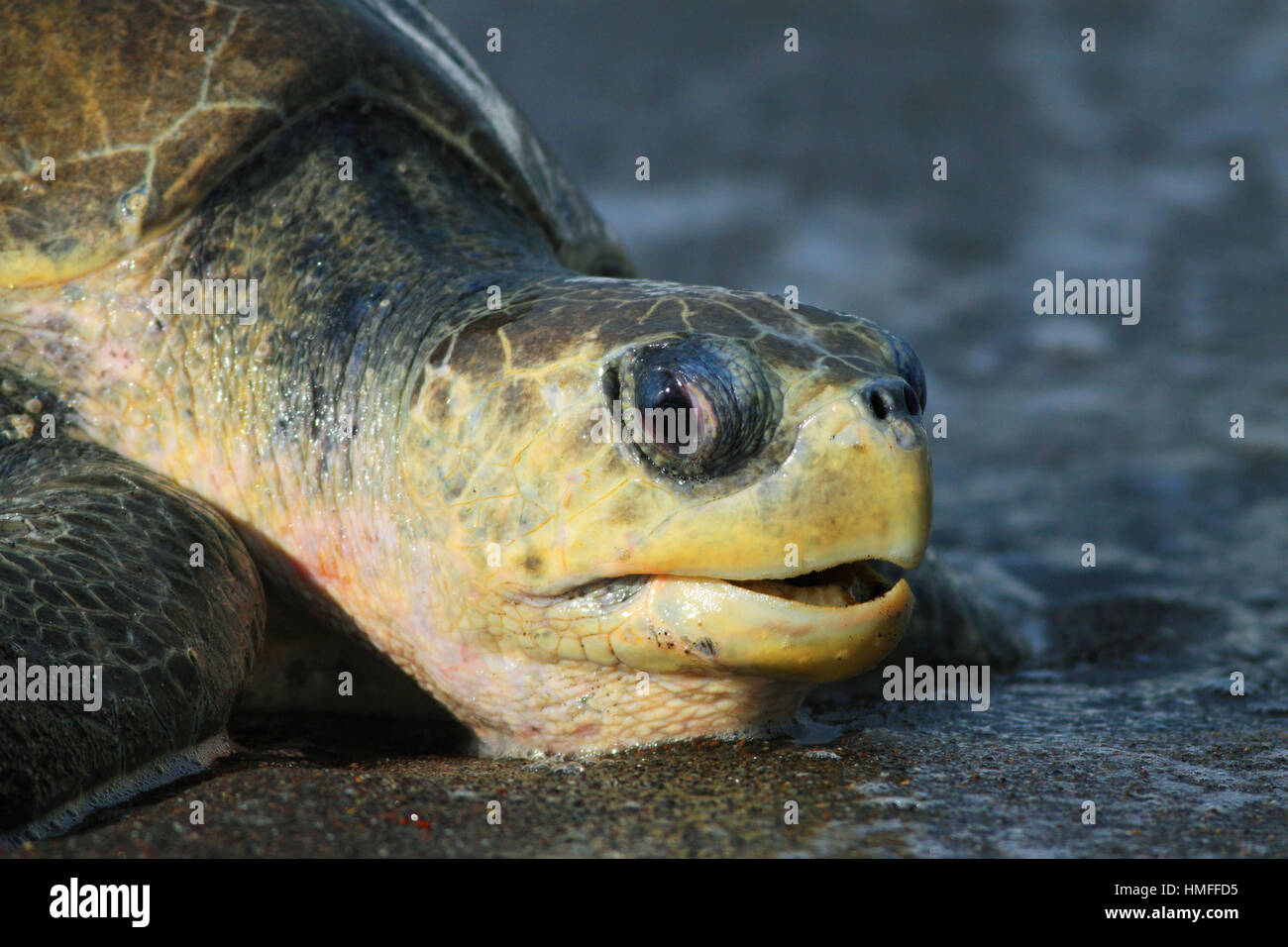 Female Olive Ridley Turtle (Lepidochelys olivacea) emerging from ocean ...
