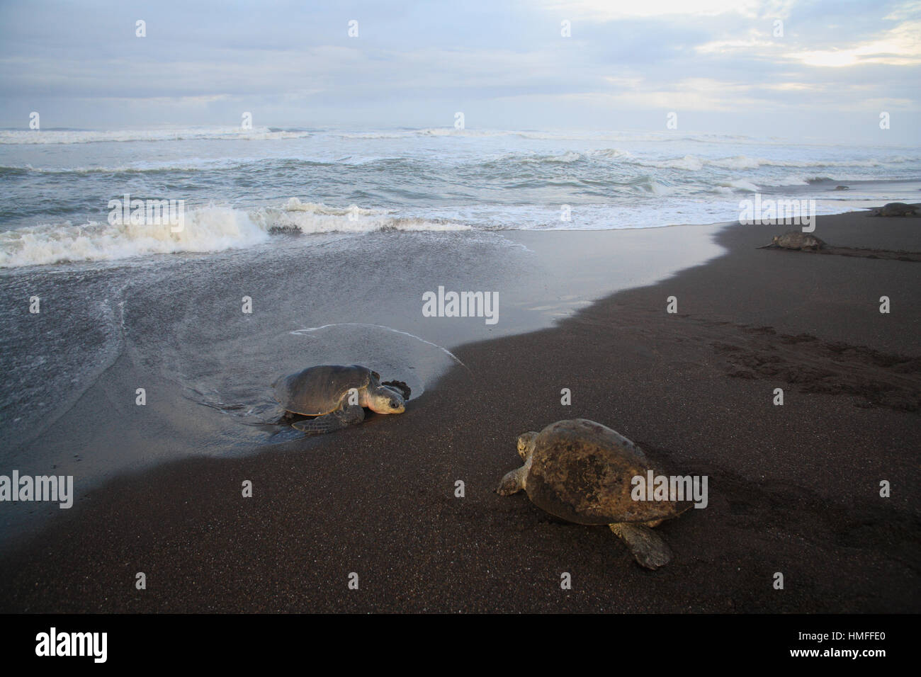 Female Olive Ridley Turtles (Lepidochelys olivacea) nesting during the ...