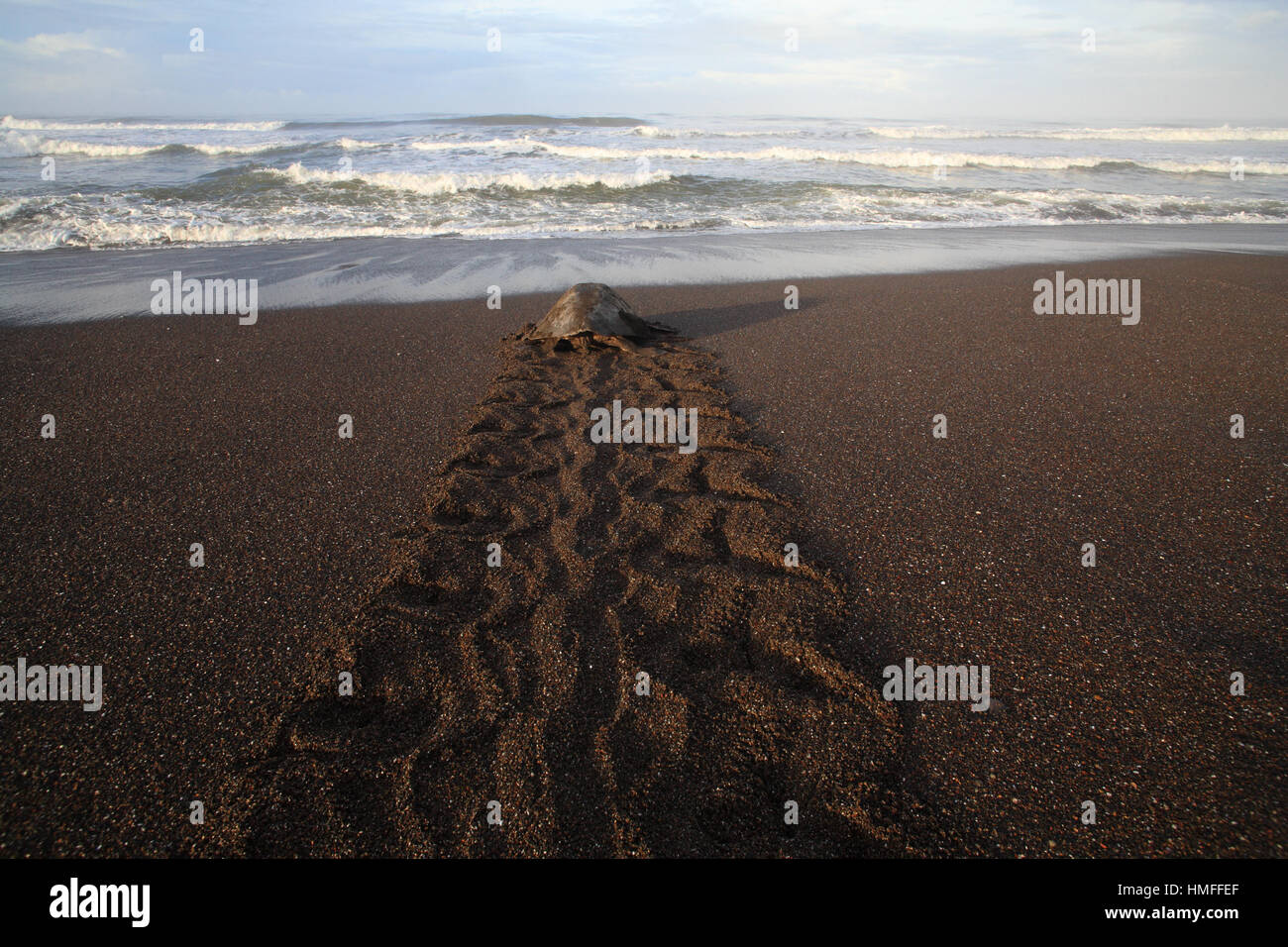 Pacific sea turtle nest costa rica hi-res stock photography and images ...