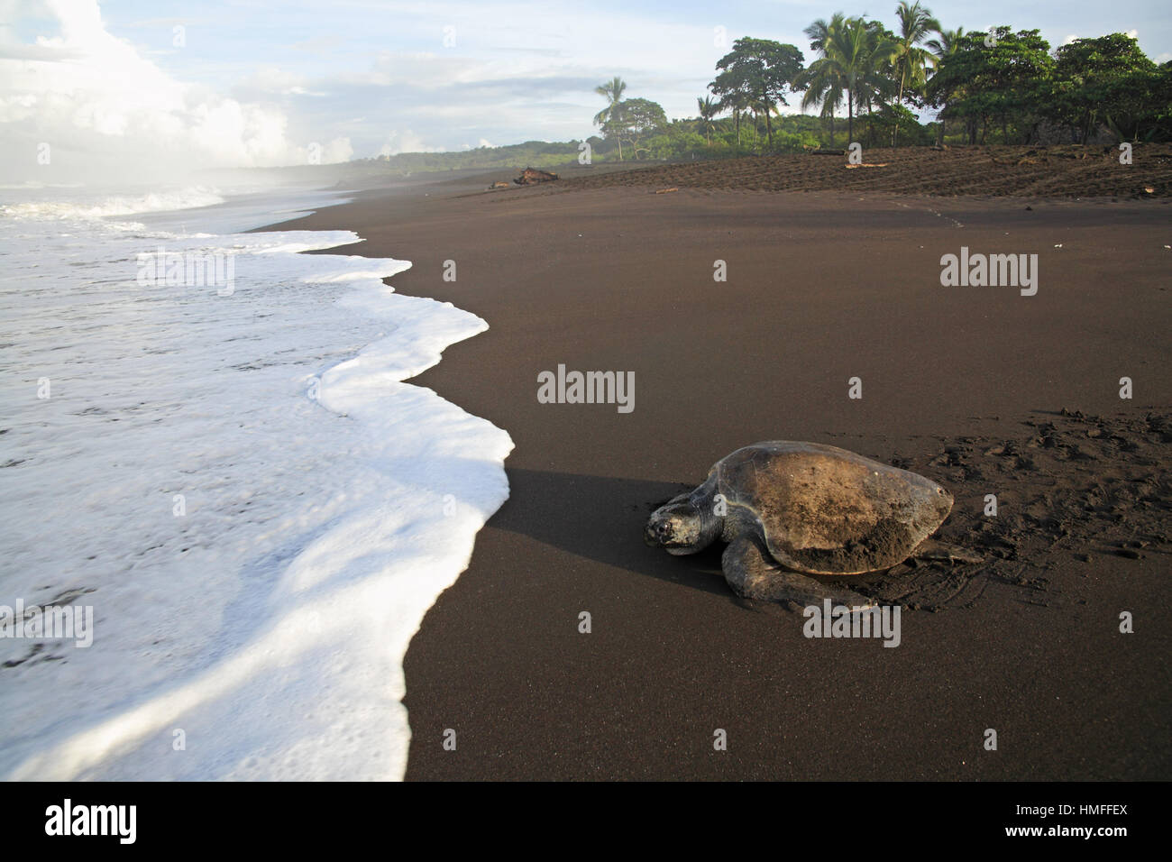 Female Olive Ridley Turtles (Lepidochelys olivacea) returning to ocean ...