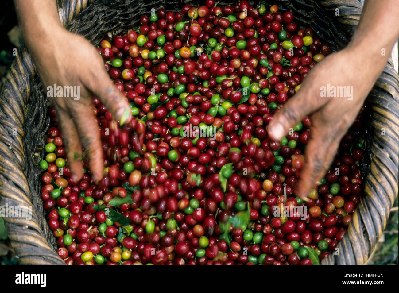 Picking coffee beans hi-res stock photography and images - Alamy