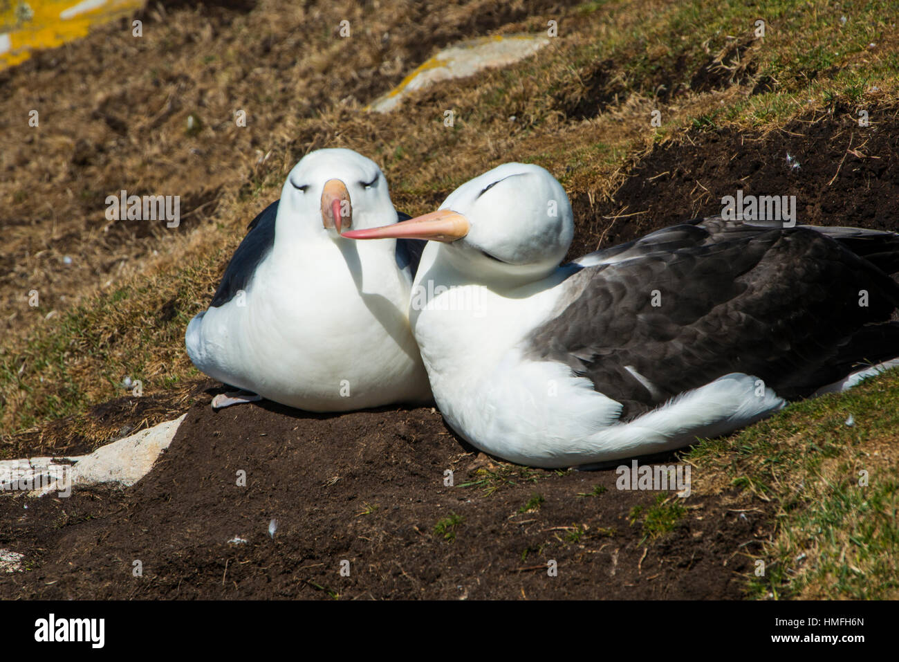 Black-browed albatross (Thalassarche melanophris) love, Saunders Island ...