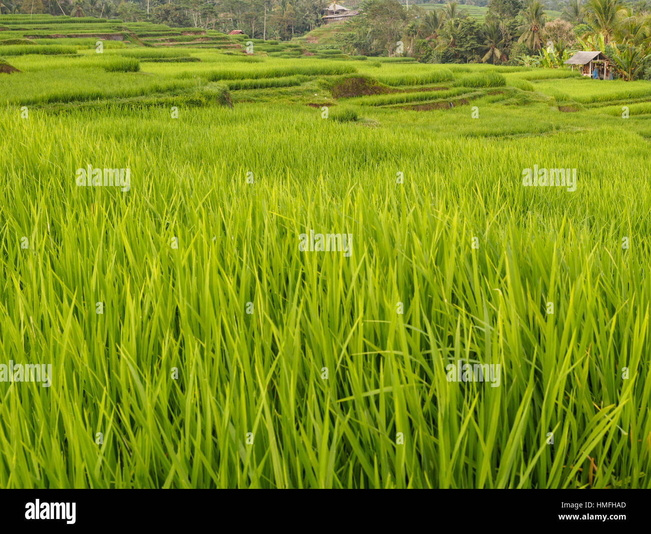 Rice paddies, Bali, Indonesia, Southeast Asia Stock Photo - Alamy