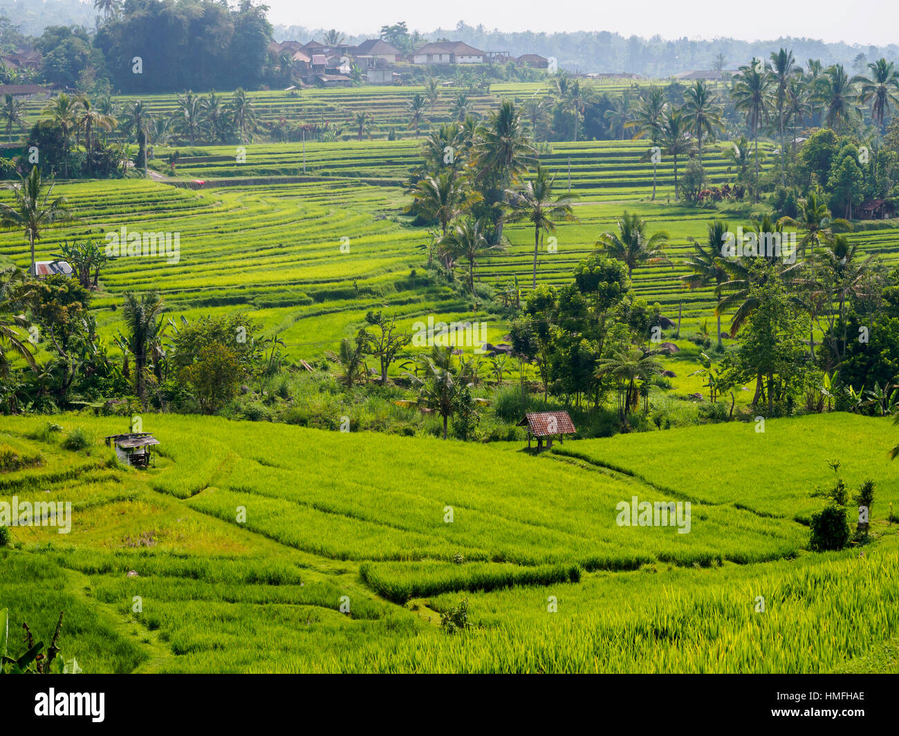 Rice terraces, Bali, Indonesia, Southeast Asia Stock Photo - Alamy