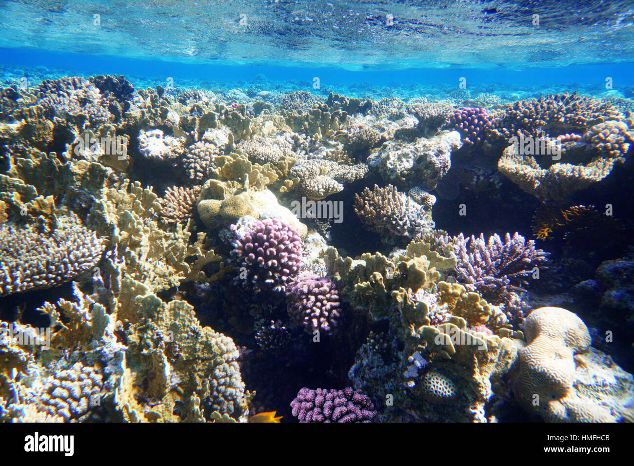 Colorful coral reef fishes of the Red Sea Stock Photo - Alamy
