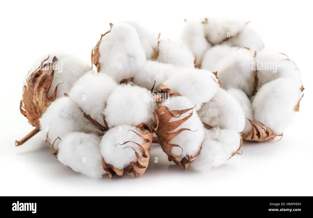 Fluffy cotton ball of cotton plant on a white background Stock Photo ...