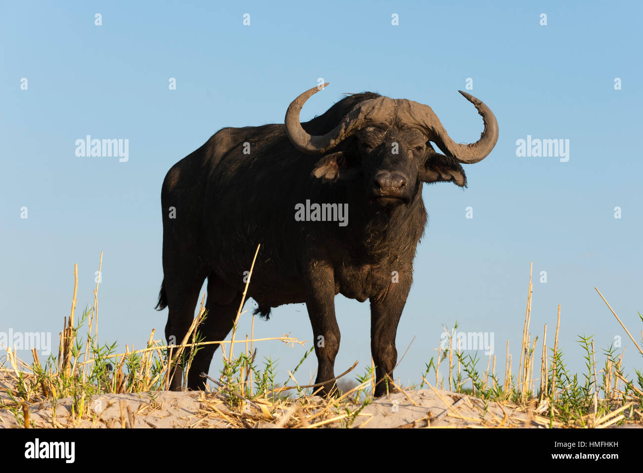 A Cape buffalo (Syncerus caffer), Chobe National Park, Botswana Stock ...