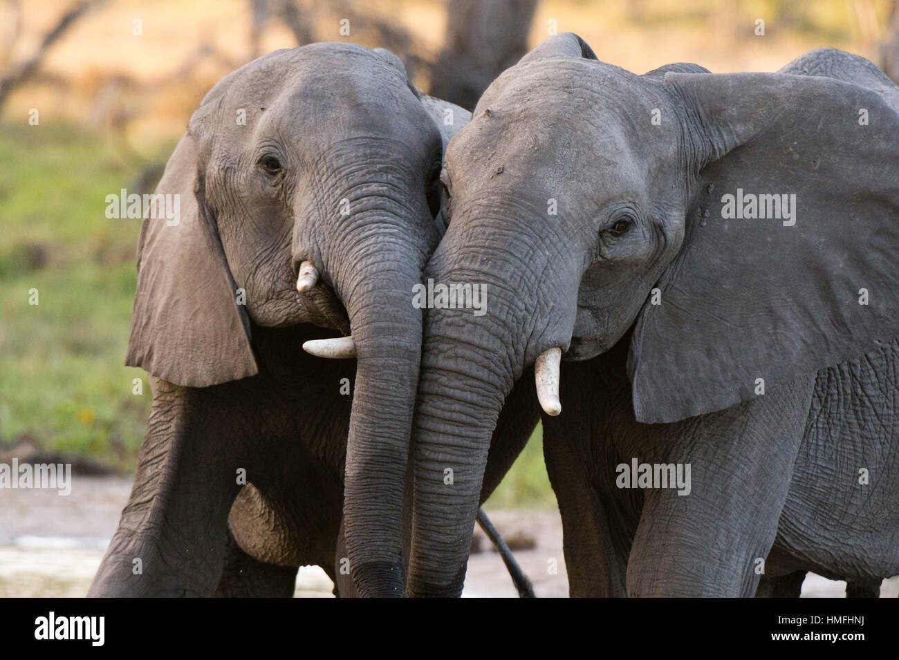 Two african elephants head to head hi-res stock photography and images ...