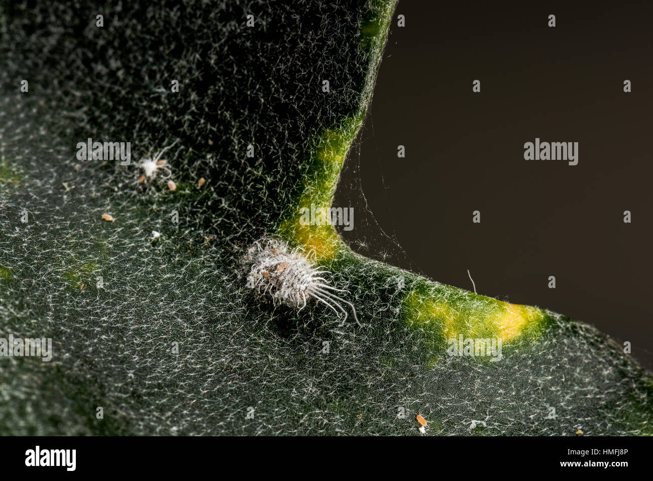 coccids scale insects mealybugs Stock Photo - Alamy