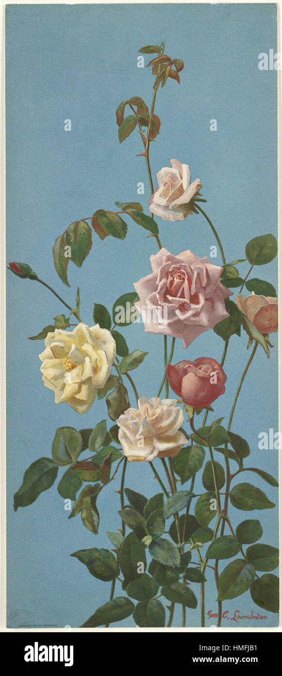 Louis prang roses hi-res stock photography and images - Alamy