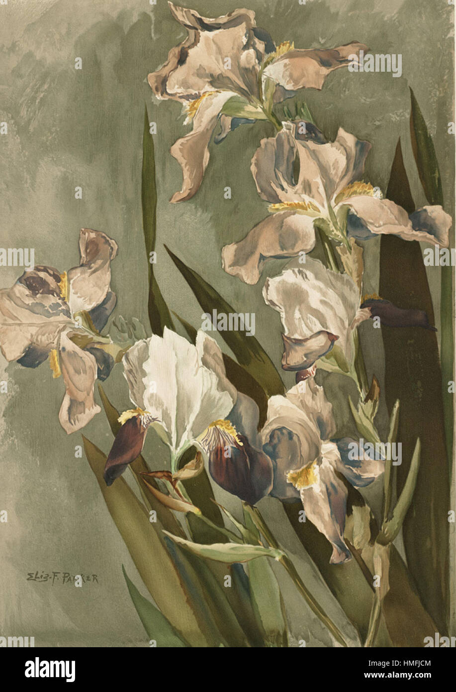 Louis Prang - Study of Iris Stock Photo - Alamy