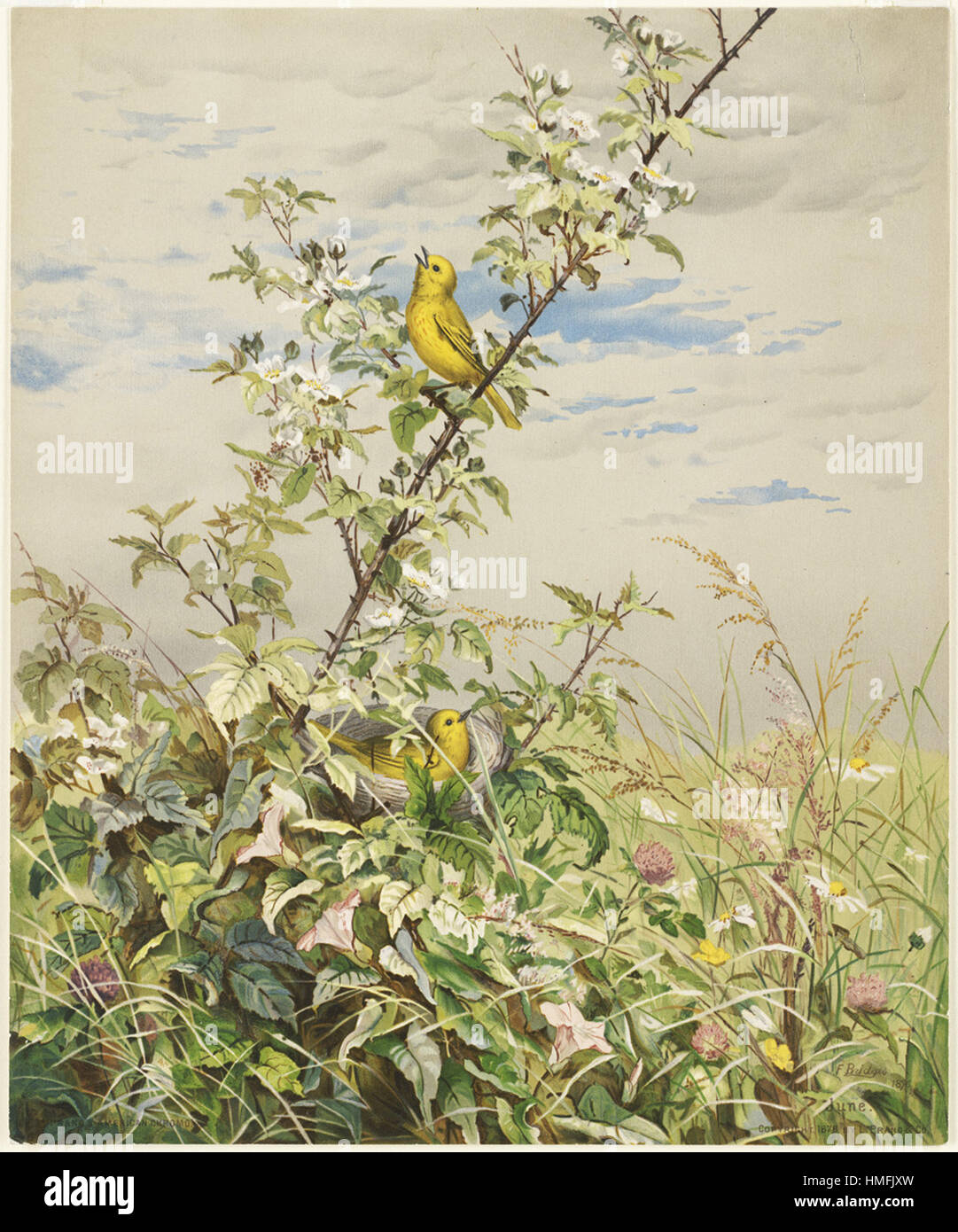 Louis Prang - June Stock Photo - Alamy