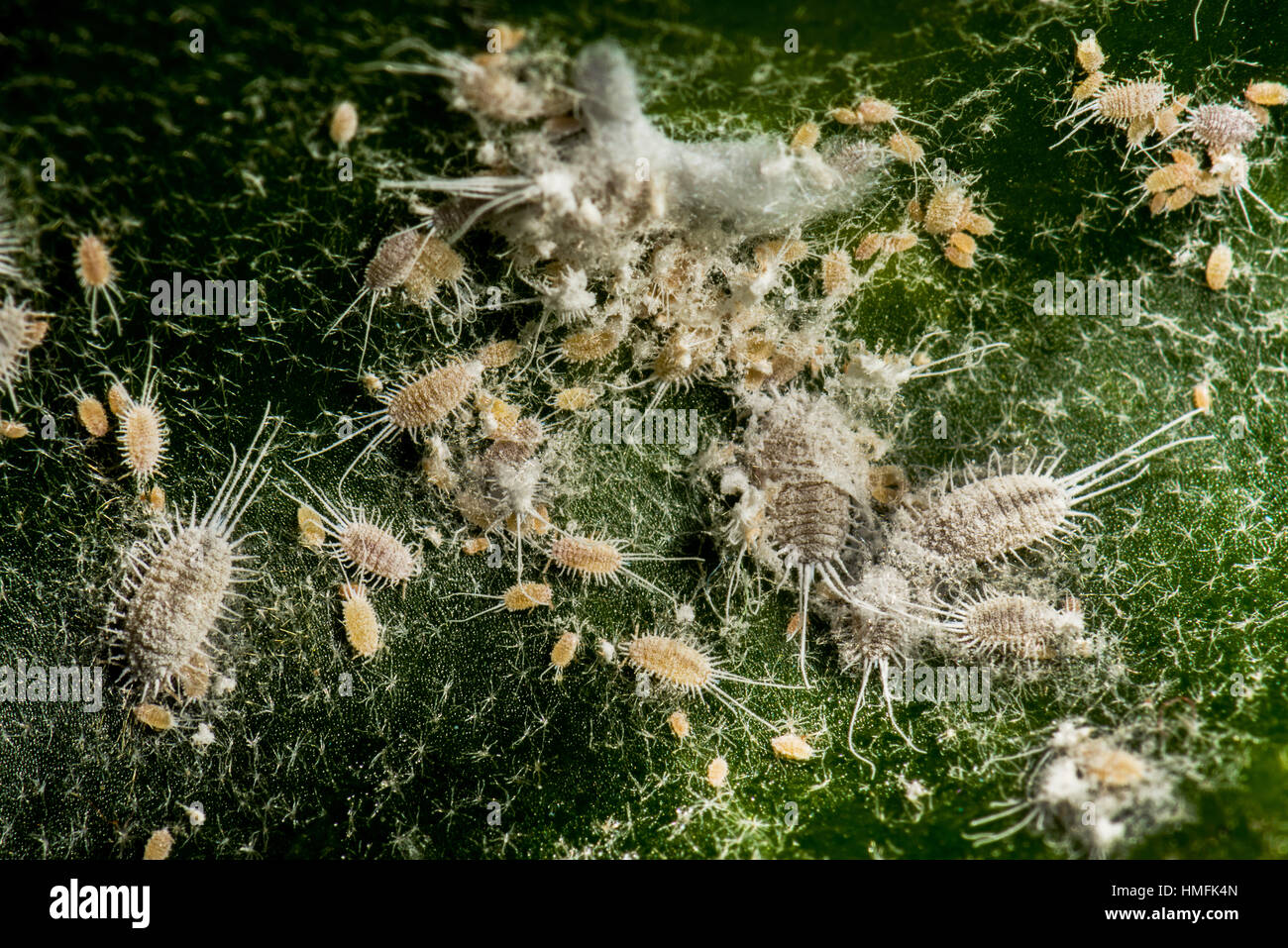 coccids scale insects mealybugs Stock Photo - Alamy