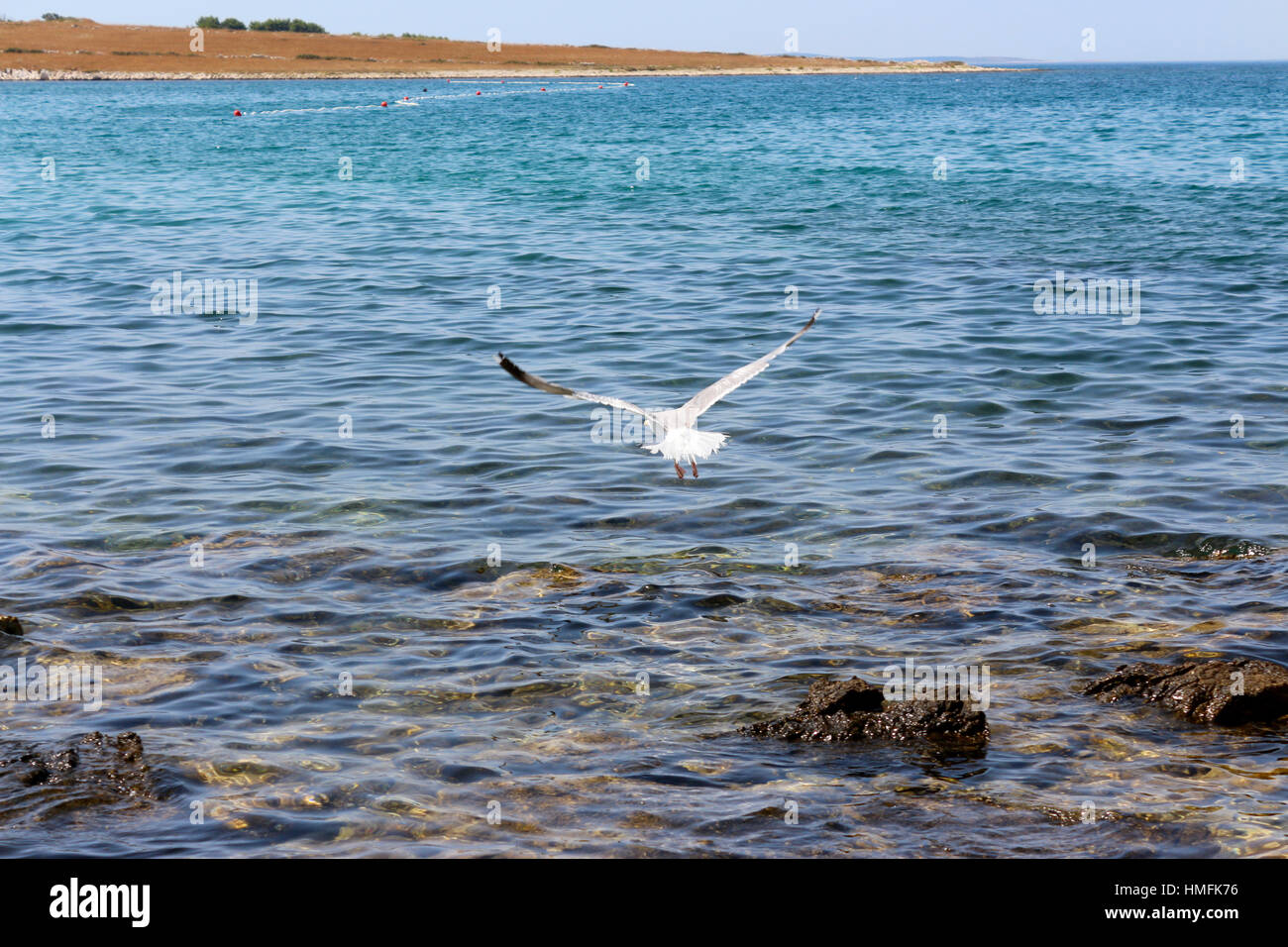 Seagull flying over blue sea in search of fish Stock Photo - Alamy