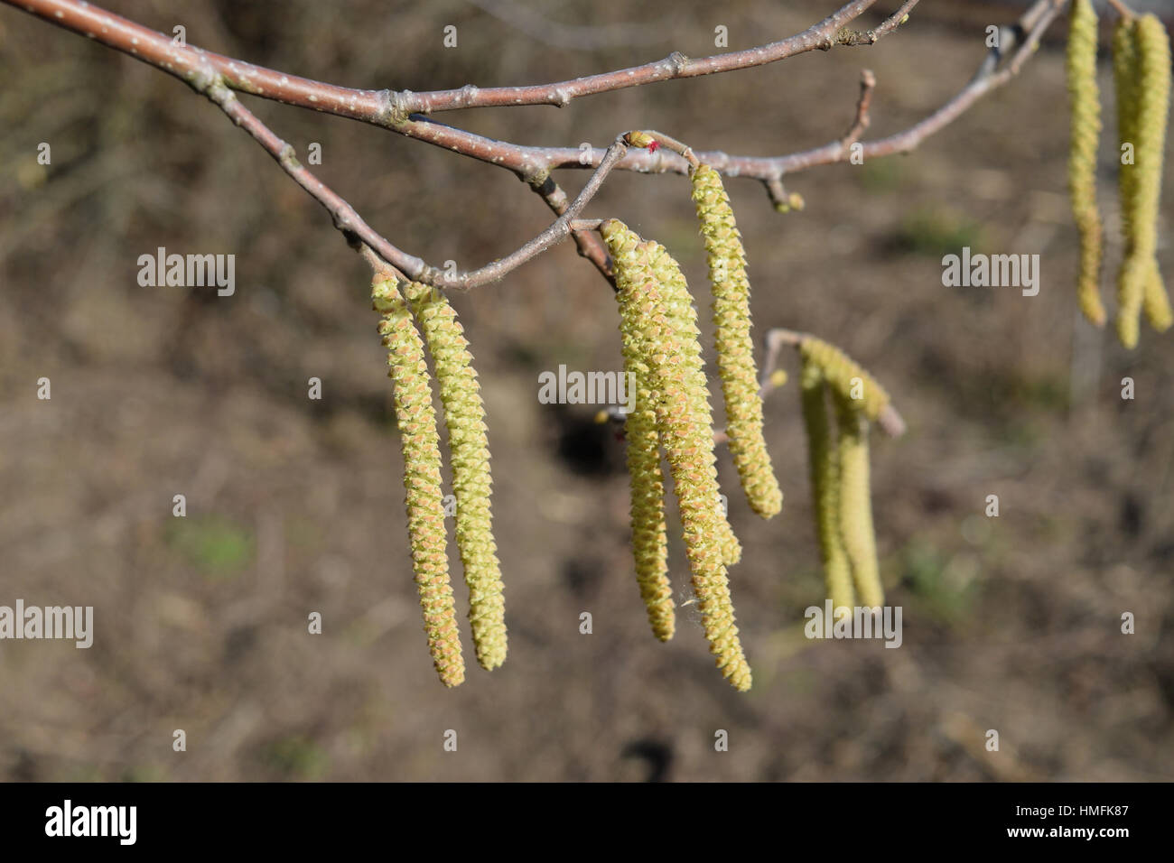 Flowering hazel hazelnut Stock Photo - Alamy