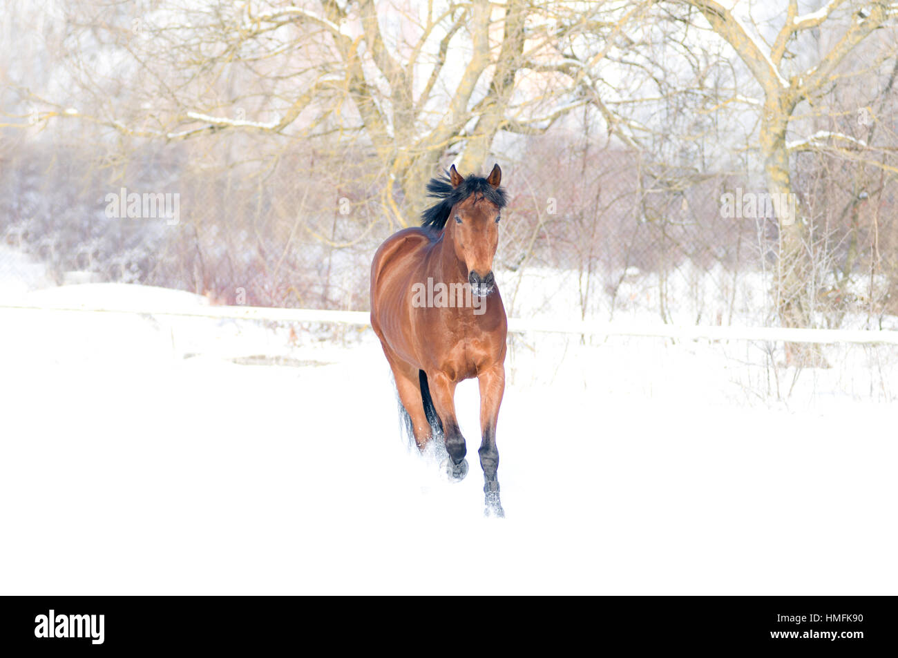 Horse bay color portrait in winter running outdoor Stock Photo - Alamy
