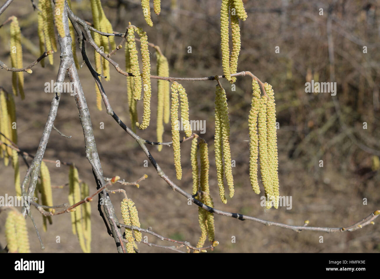 Flowering hazel hazelnut Stock Photo - Alamy