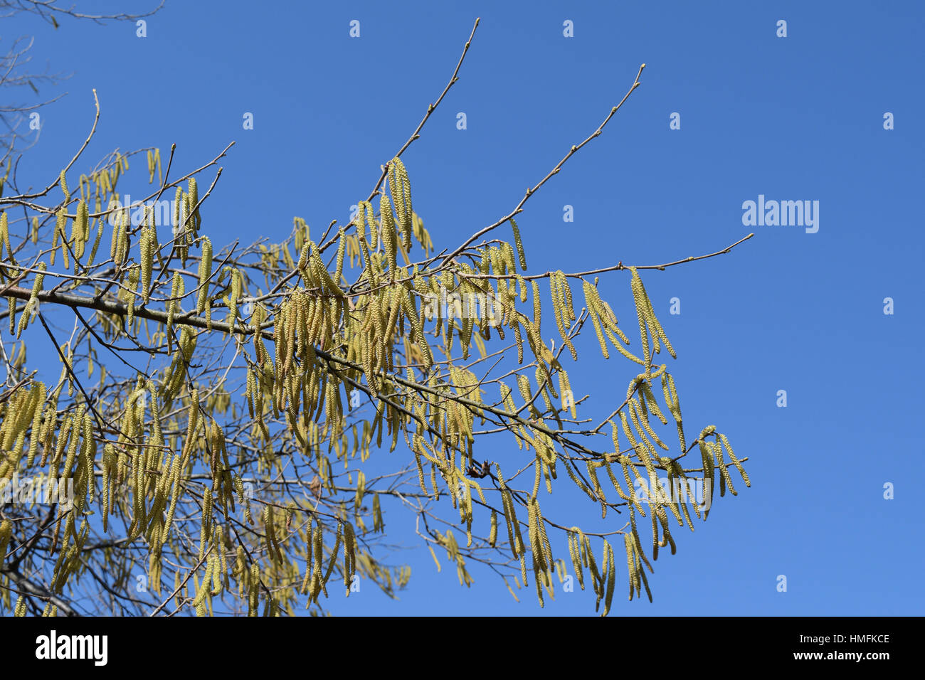 Flowering hazel hazelnut Stock Photo - Alamy