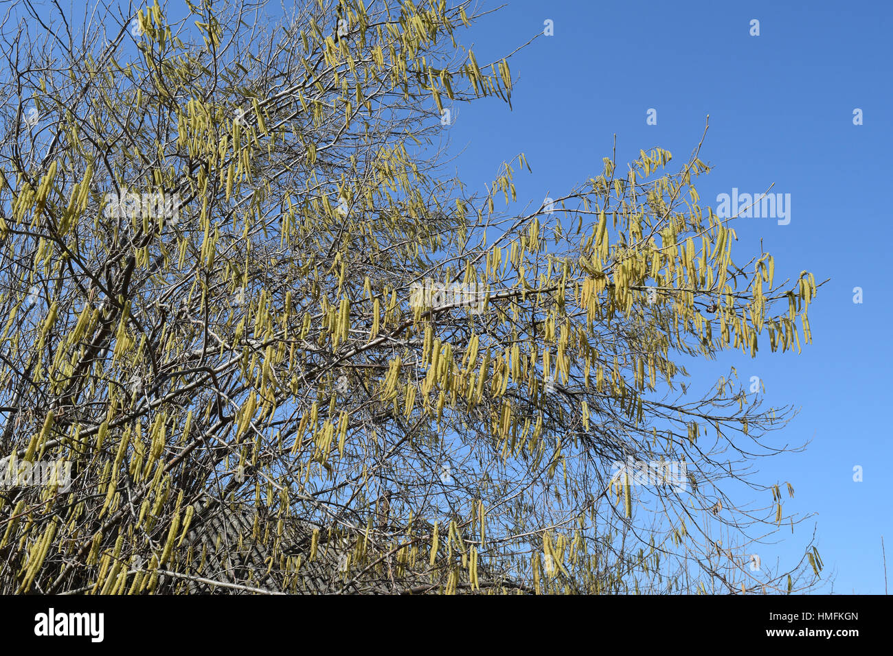 Flowering hazel hazelnut Stock Photo - Alamy