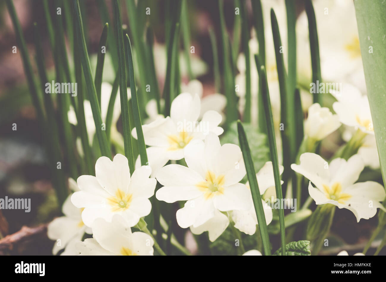 primrose early blooming - primula vulgaris Stock Photo - Alamy