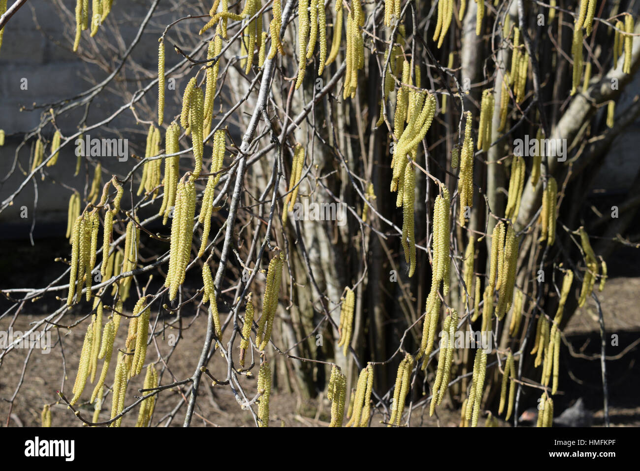 Flowering hazel hazelnut Stock Photo - Alamy