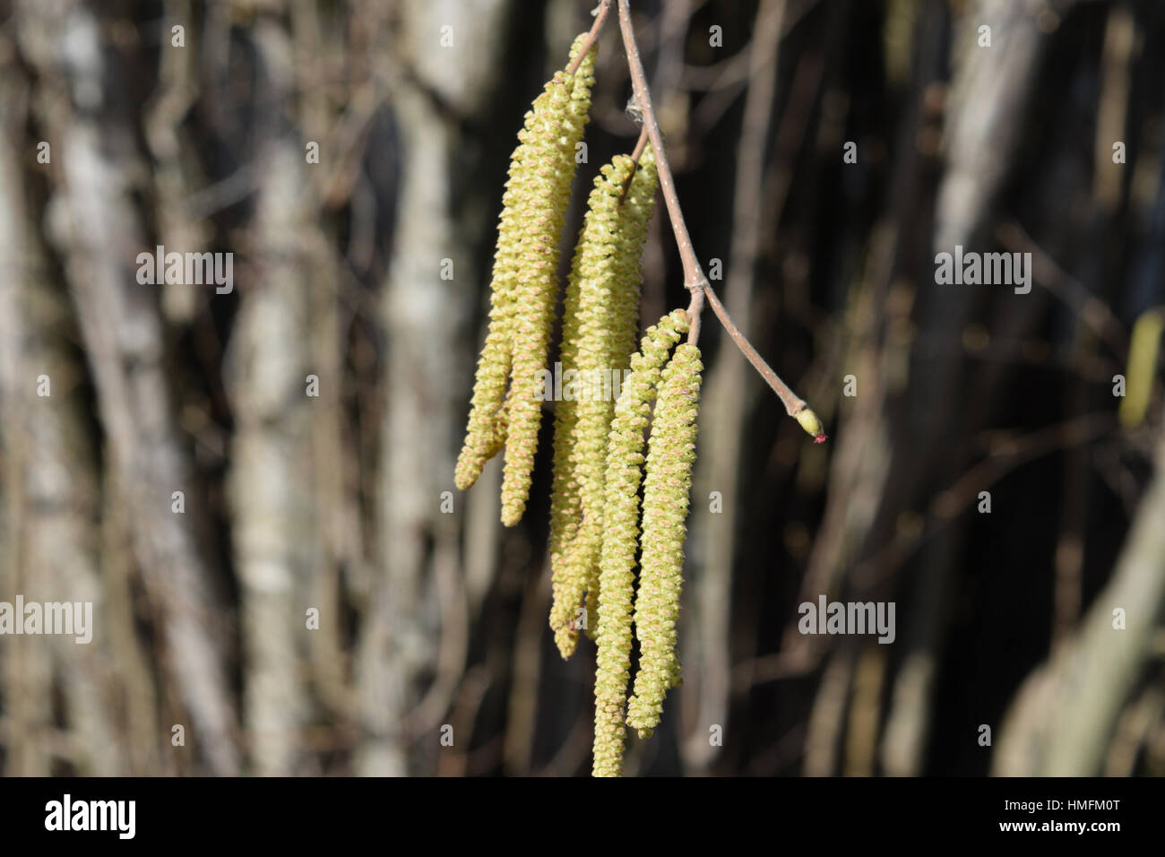 Flowering hazel hazelnut Stock Photo - Alamy