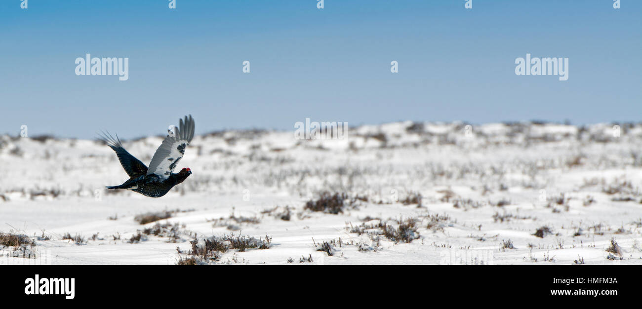 Flying red grouse hi-res stock photography and images - Alamy
