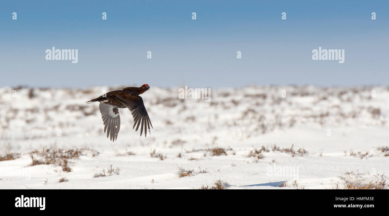 Flying red grouse hi-res stock photography and images - Alamy