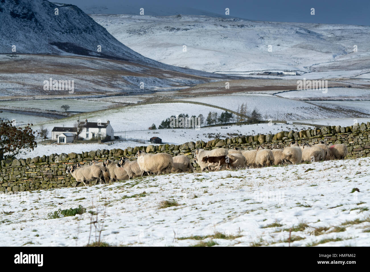 Shepherd taking sheep through a gate, moving them with a sheepdog in ...