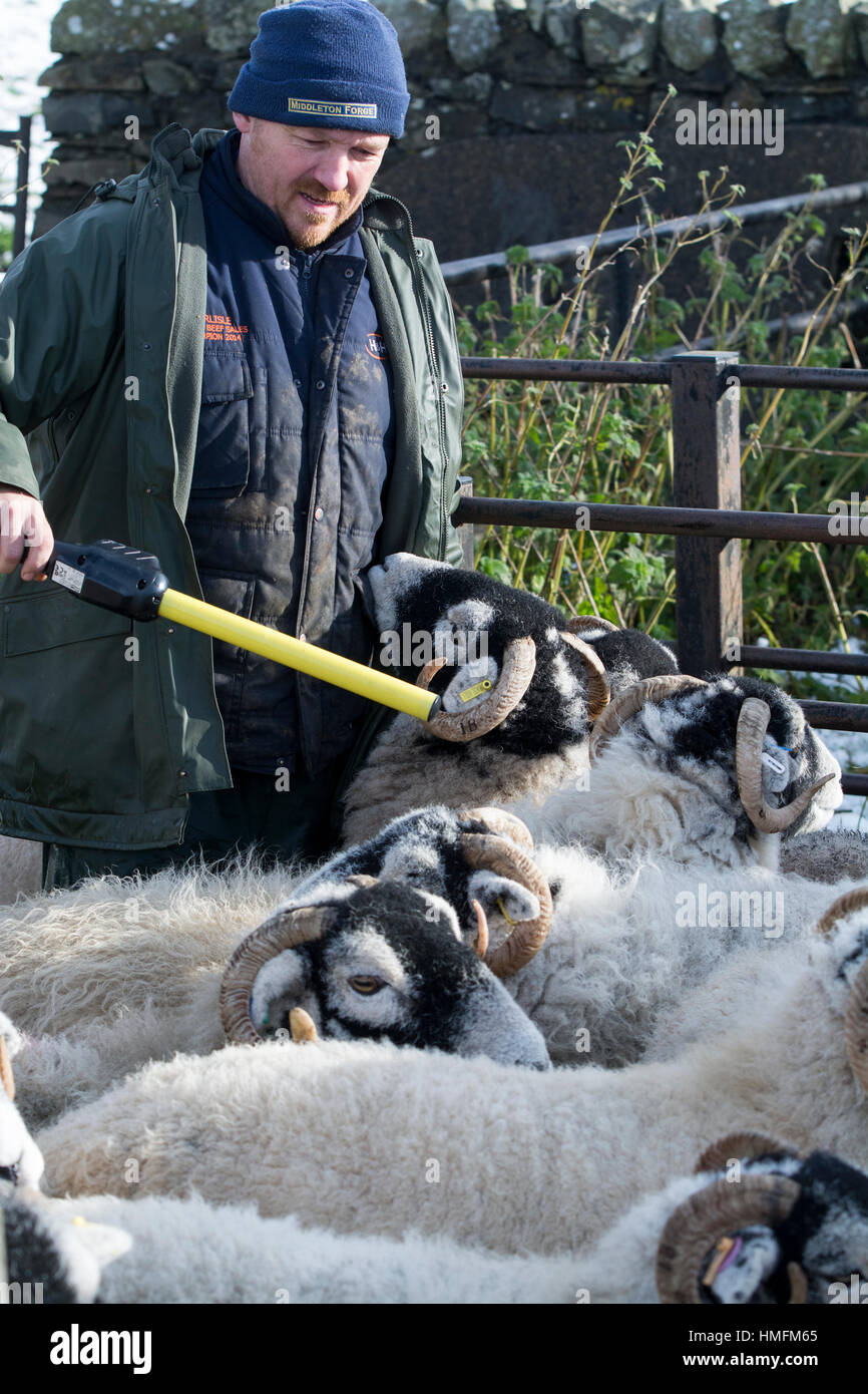Farmer reading electronic identification tags from a sheep using a ...