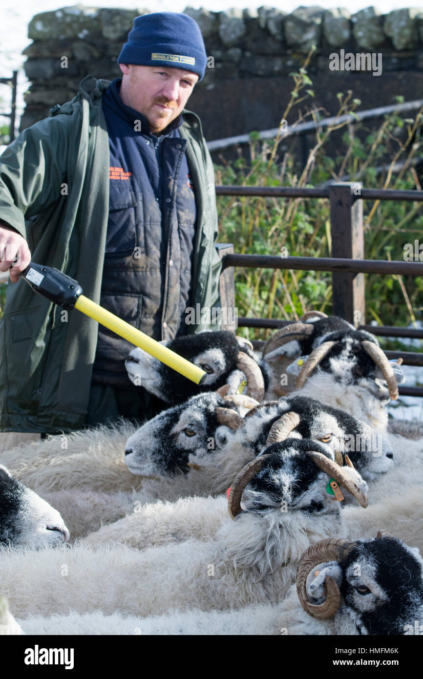 Farmer reading electronic identification tags from a sheep using a ...