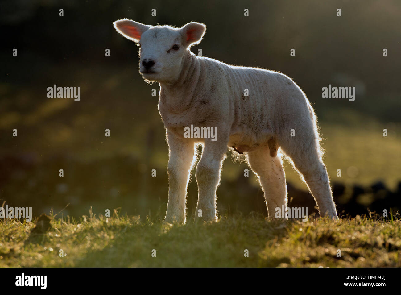 Lambs backlit hi-res stock photography and images - Alamy