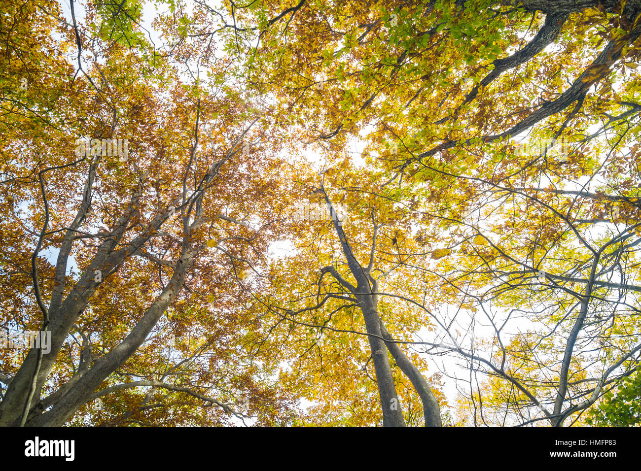 Big tree branch with golden leaves in autumn Stock Photo - Alamy