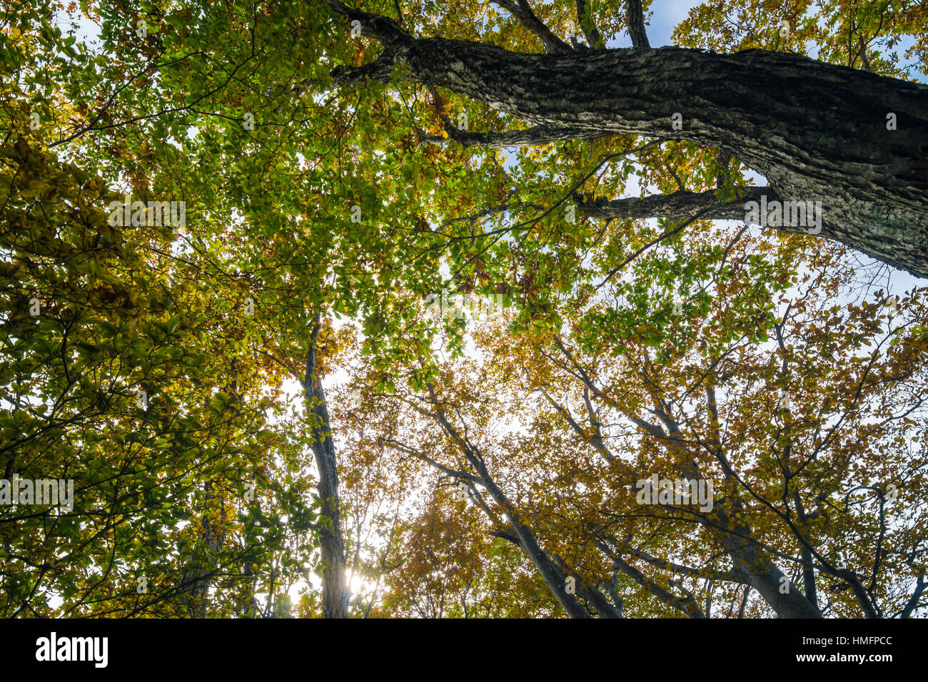 Big tree branch with golden leaves in autumn Stock Photo - Alamy