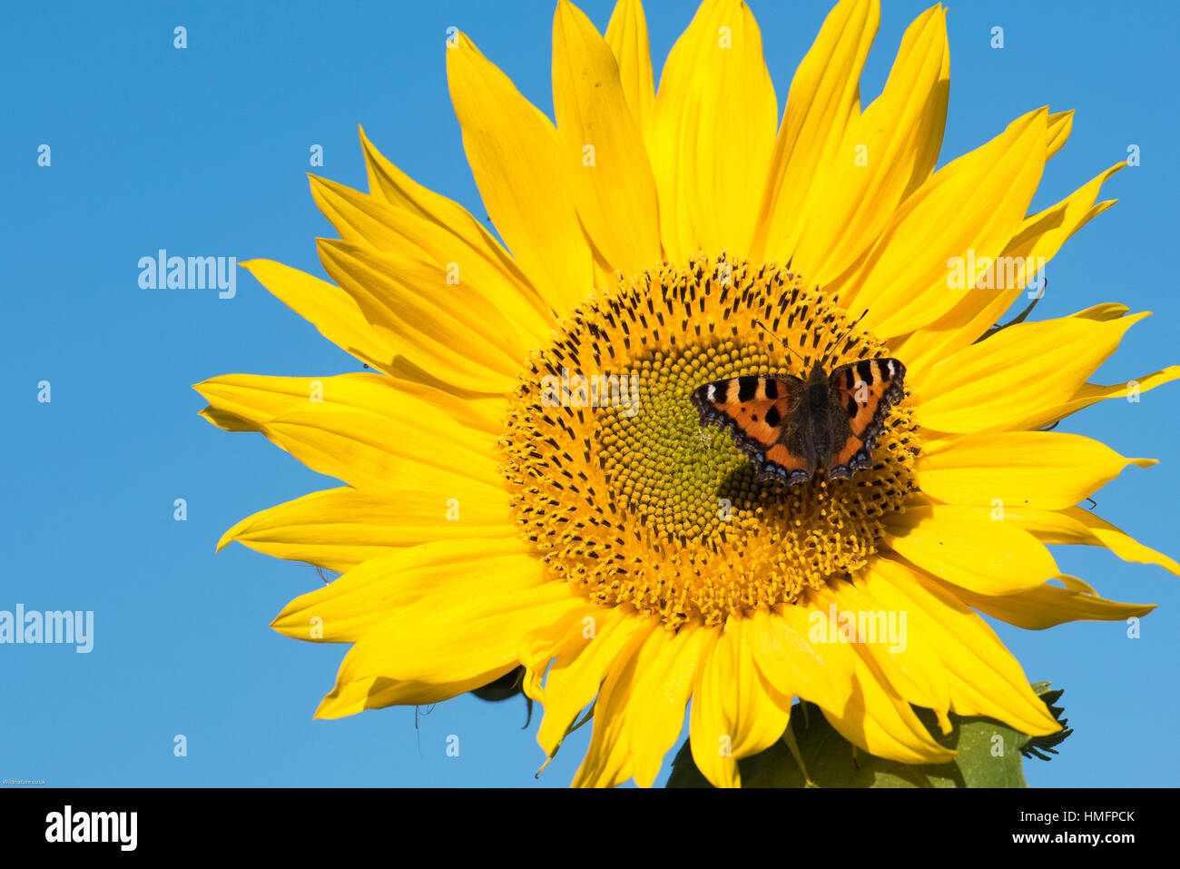 Blue butterfly on sunflower hi-res stock photography and images - Alamy
